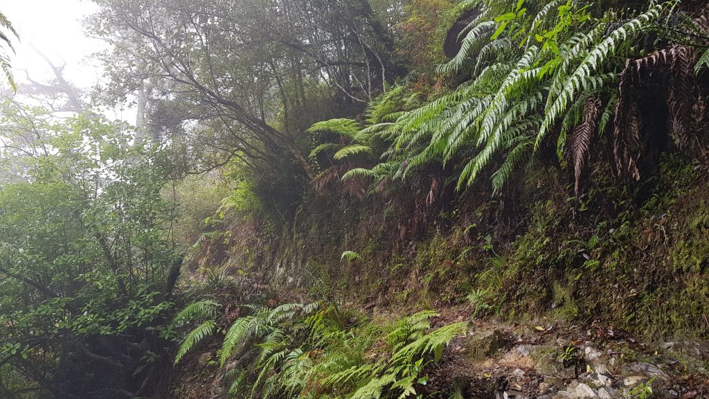 The Nydia Track - Tinytramper®