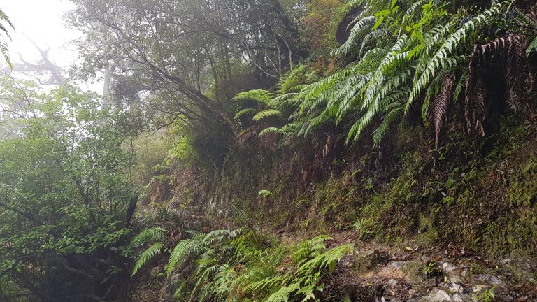 The Nydia Track - Tinytramper®