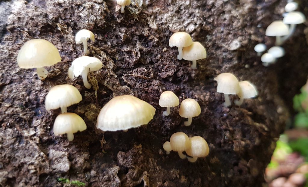 The Nydia Track - Tinytramper®