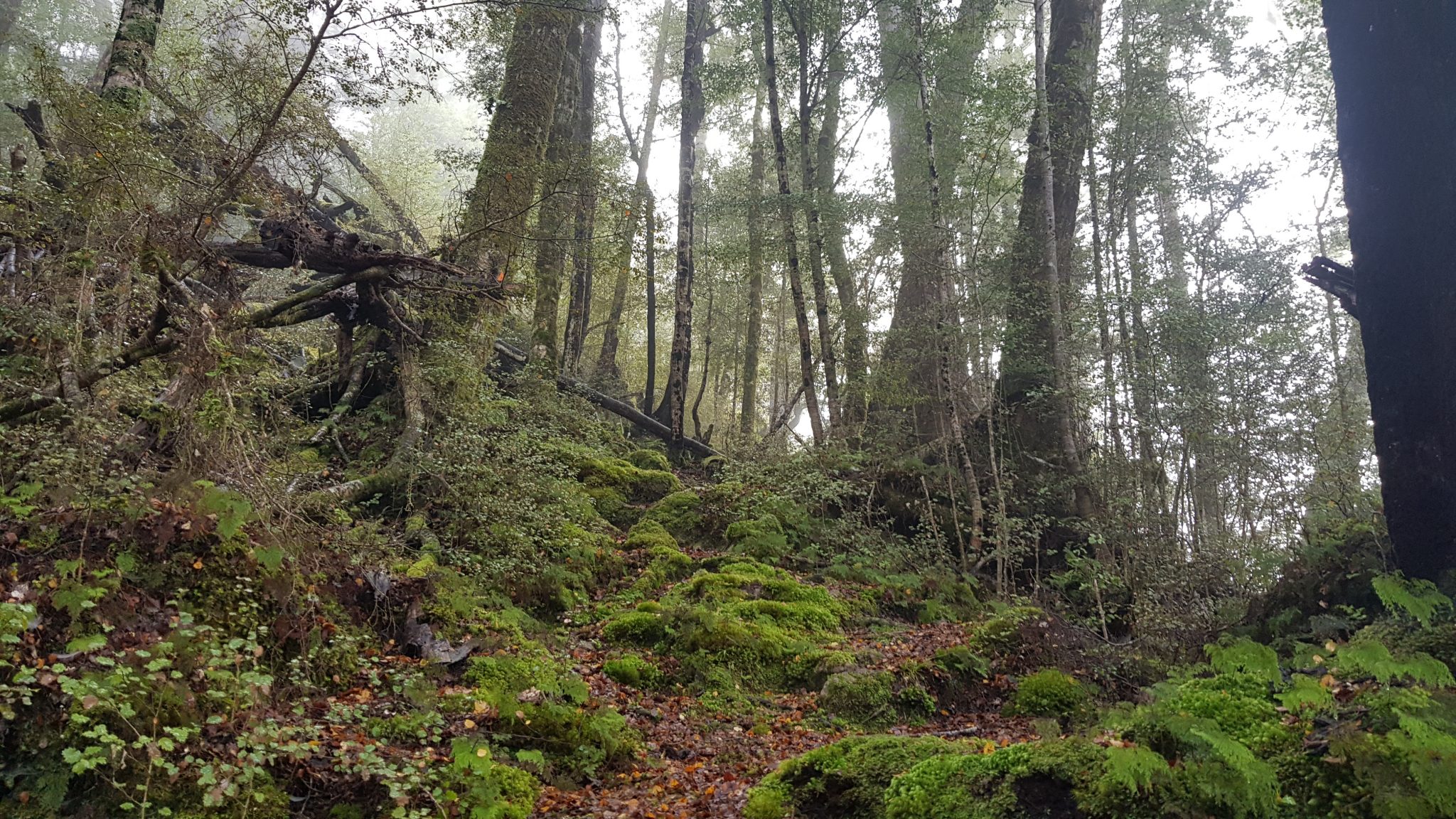1000 Acre Plateau Kahurangi National Park - Tinytramper®