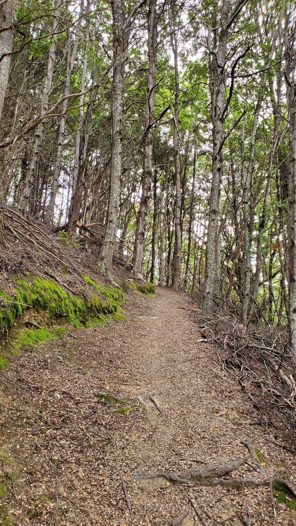 Sawyer Burn Track Otago - Tinytramper®