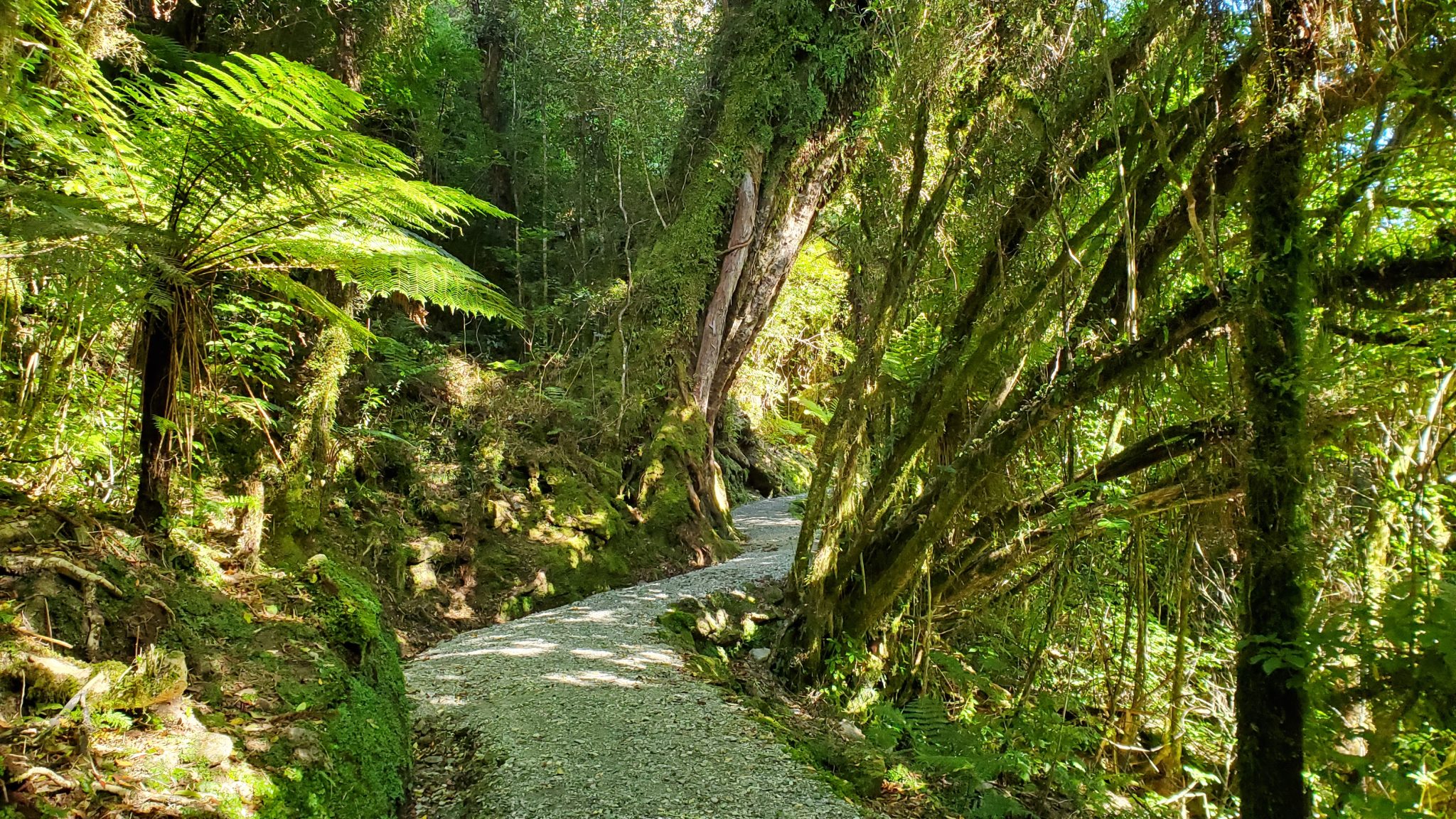 Alex Knob Track West Coast - Tinytramper®