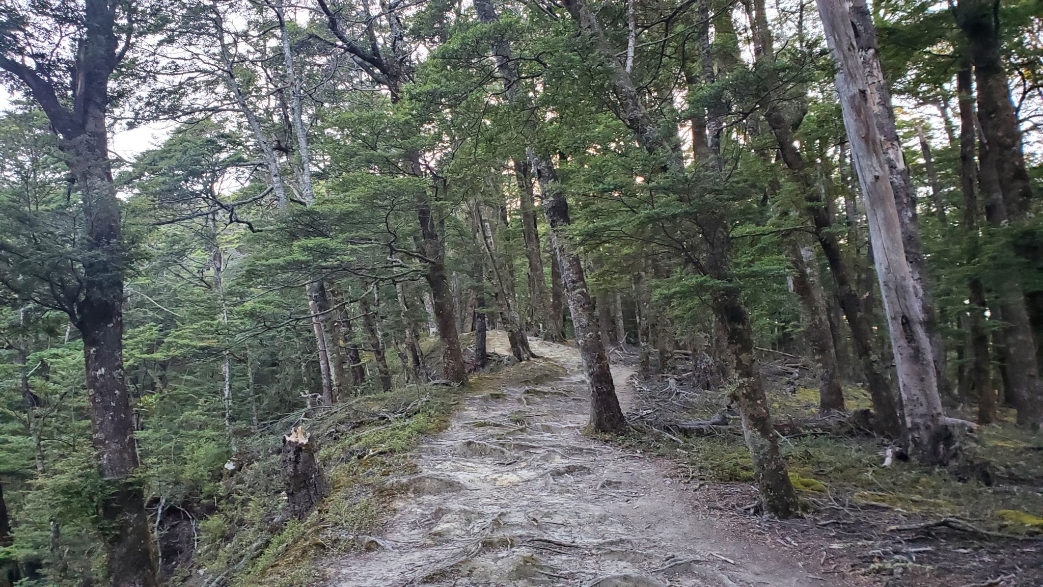 Earnslaw Burn Track Otago - Tinytramper®