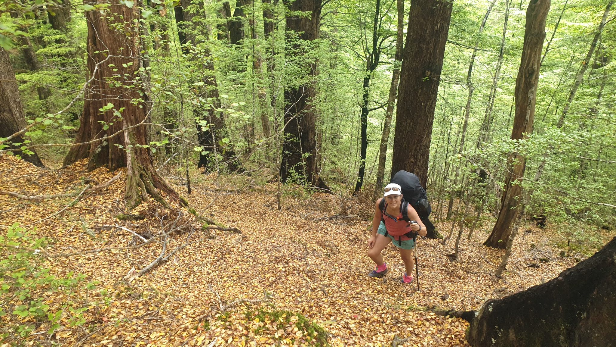 Casey, Poulter, Binser Loop Canterbury - Tinytramper®