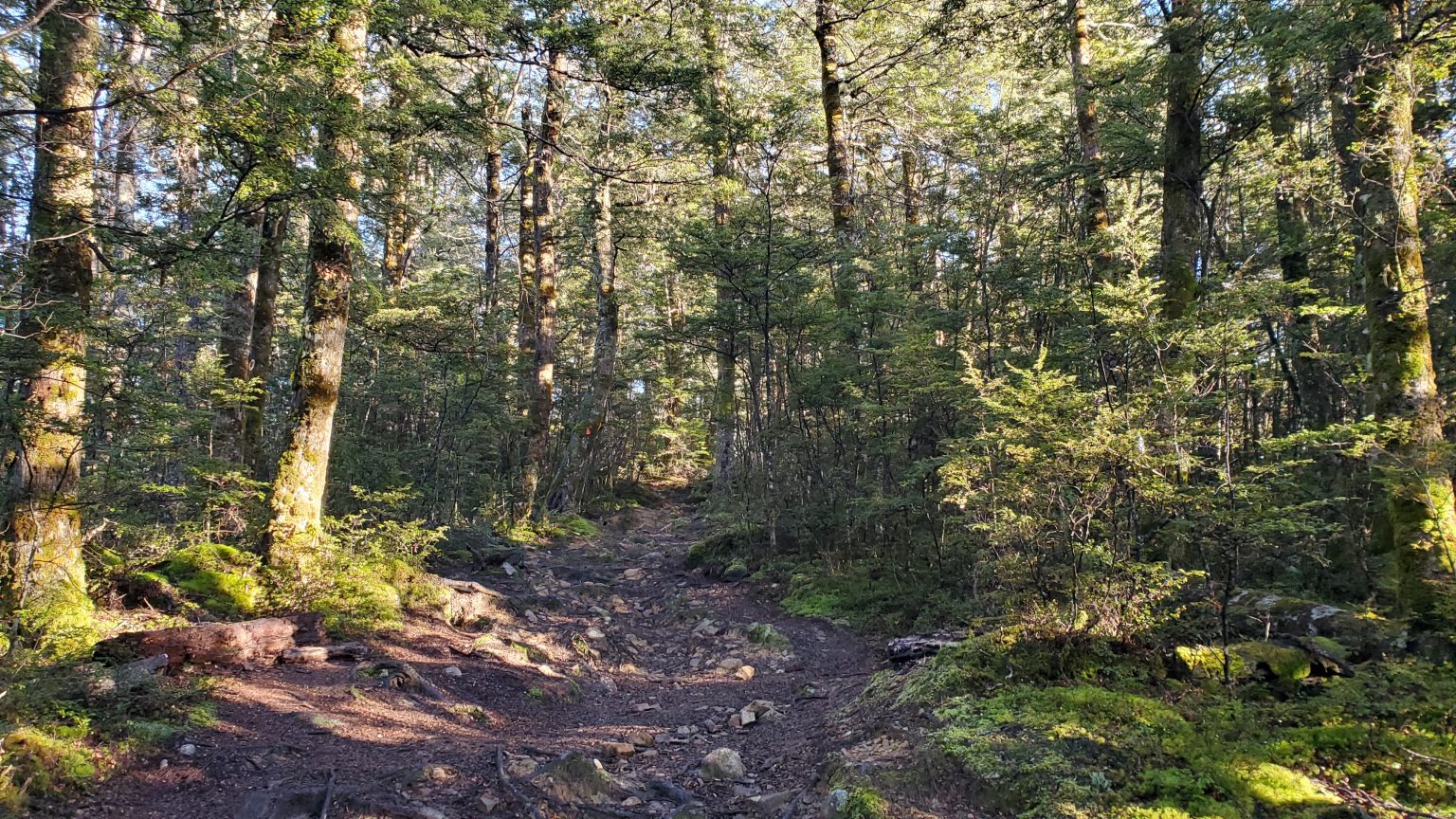 Bealey Spur Track Canterbury - Tinytramper®