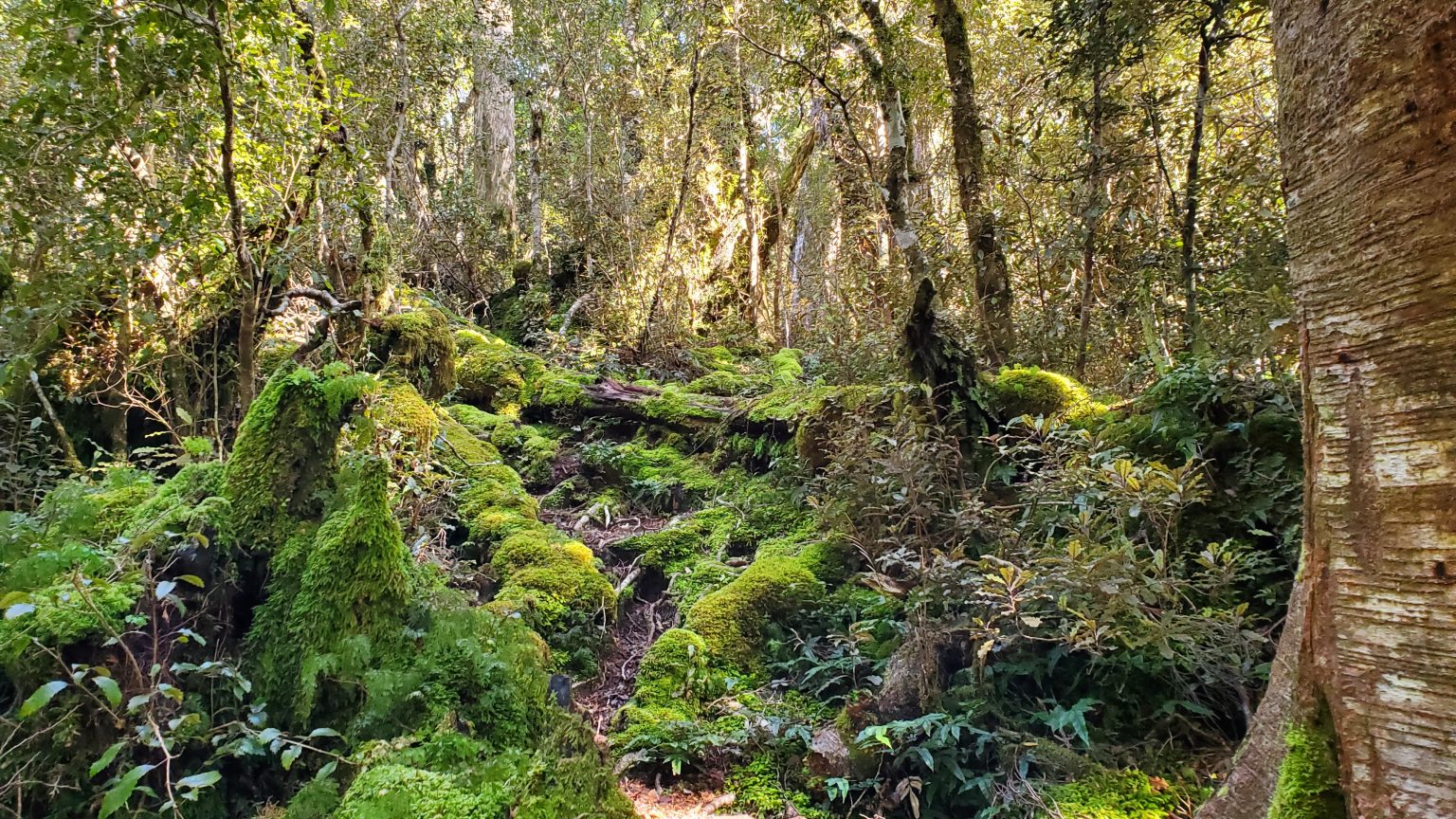 Mt Watson Route West Coast - Tinytramper®