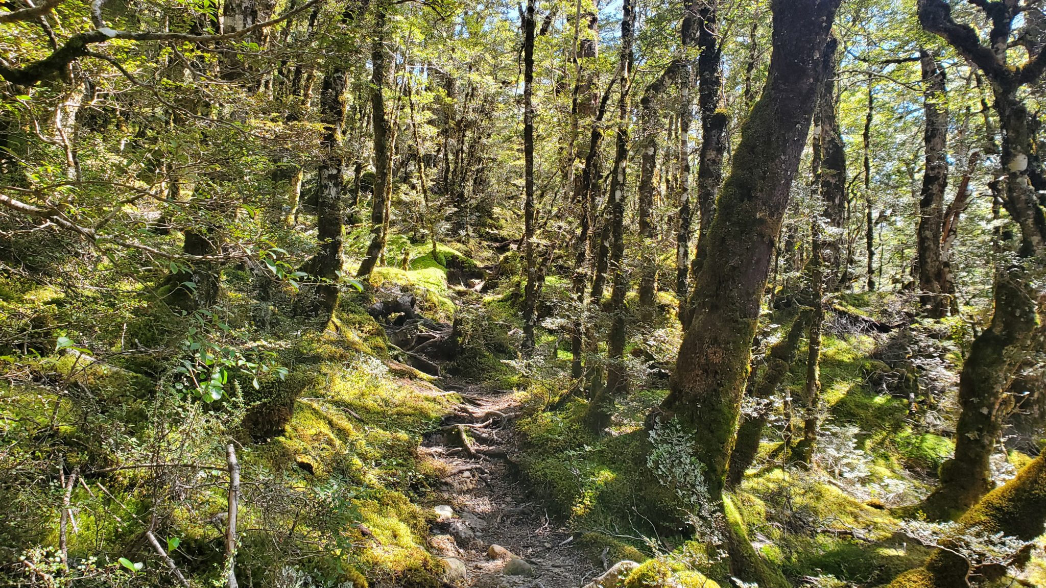 Lewis Tops, Lucretia and Nina River Canterbury - Tinytramper®