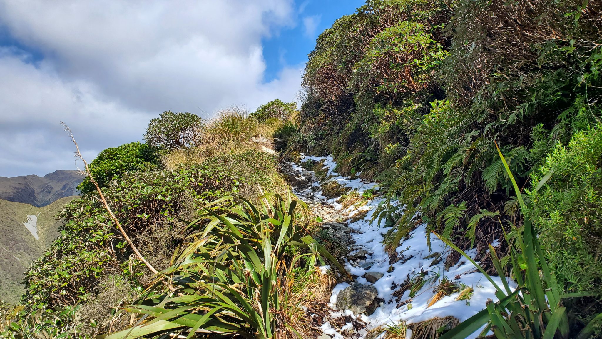 Carroll Hut Track West Coast - Tinytramper®