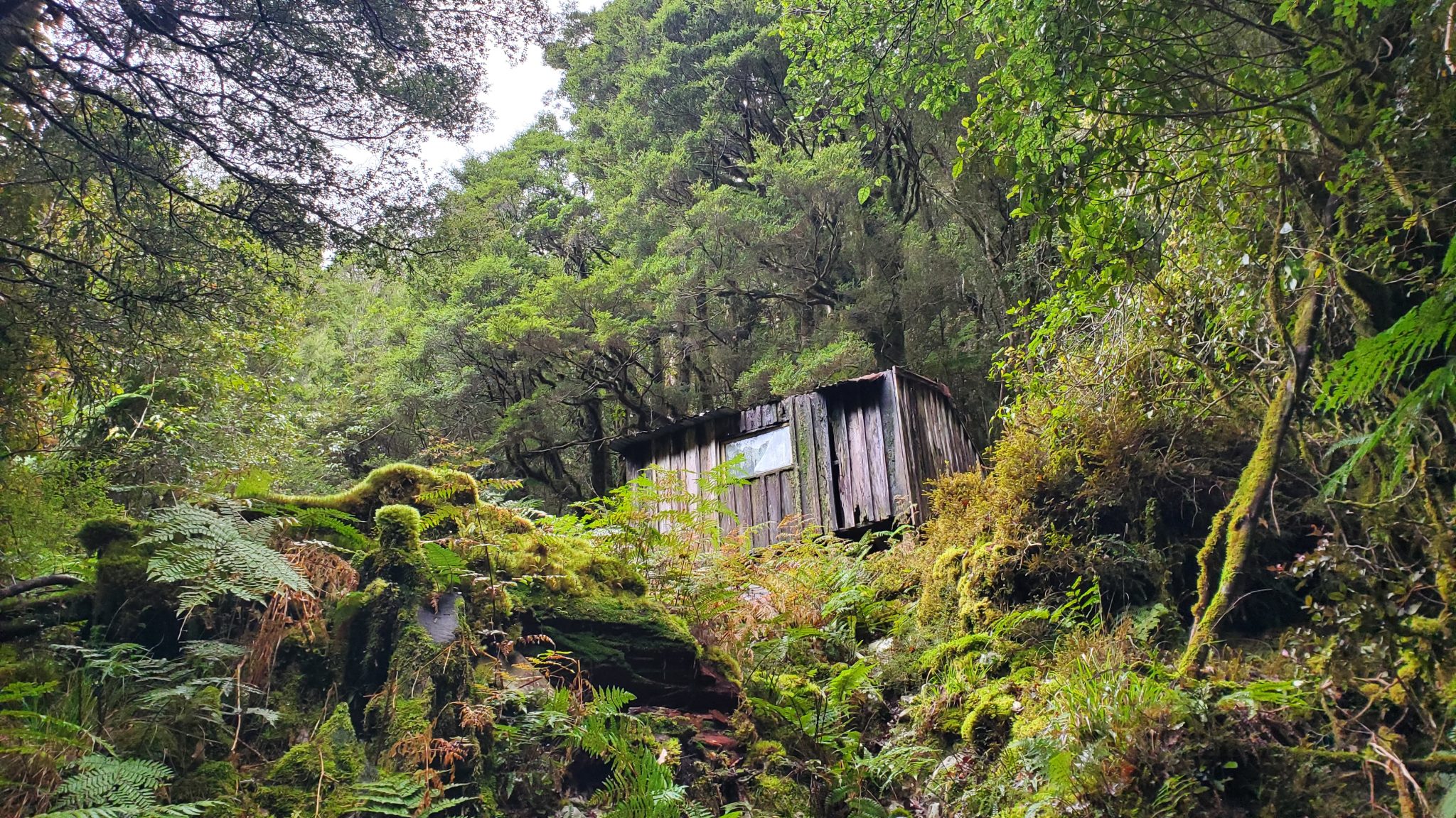 Moonlight Pack Track to Meikles Hut West Coast - Tinytramper®