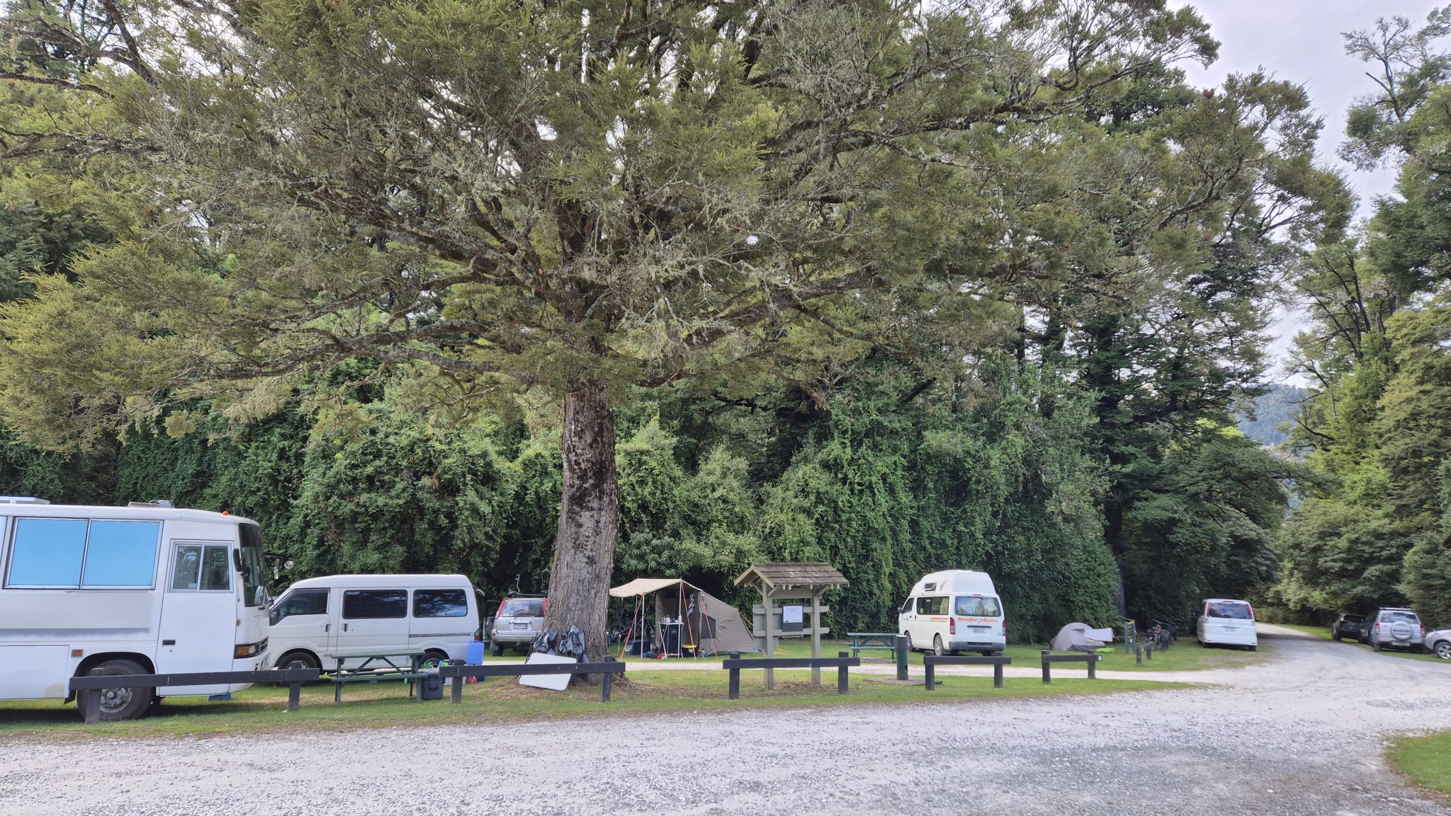 Moss Pass Tasman - Tinytramper®